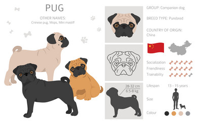 Pug clipart different poses coat colors set Vector Image