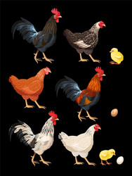 Chicken Vector Images (over 190,000)