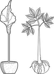 Amorphophallus konjac plant set konjak japanese Vector Image