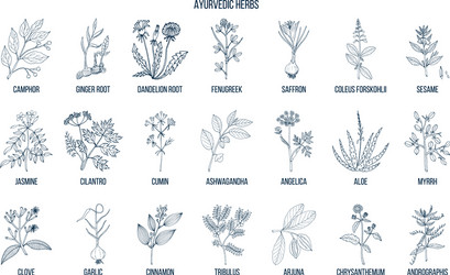 Camphor Icon Vector Images (over 120)