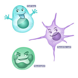 Brain coronal section Royalty Free Vector Image