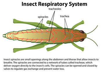 Respiratory system of insect diagram Royalty Free Vector