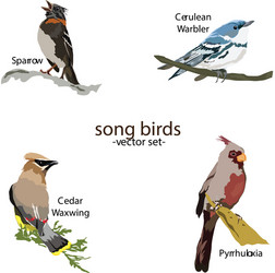 Song Bird Vector Images (over 2,500)
