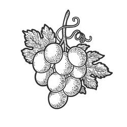 Wine Grapes Sketch Vector Images (over 4,400)