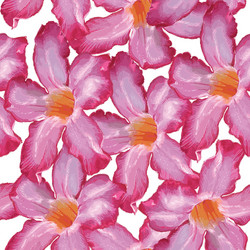 Desert Rose Vector Images (over 670)