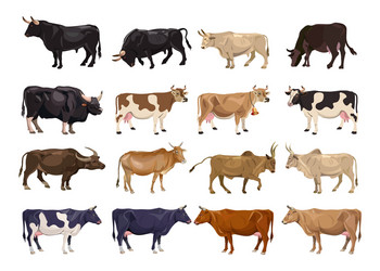 Angus Cattle Vector Images (over 1,100)