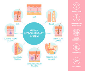 Human integumentary system infographics poster Vector Image