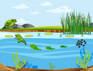 Green frog life cycle scene Royalty Free Vector Image