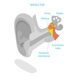 3d isometric flat of human ear Royalty Free Vector Image