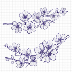 Flowering cherry Royalty Free Vector Image - VectorStock