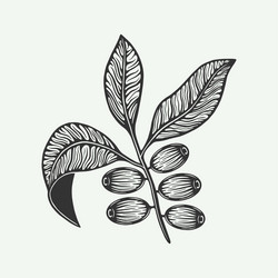 Coffee Leaf Sketch Vector Images (over 2,300)
