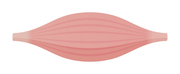 Cross-section of muscle white muscle Royalty Free Vector