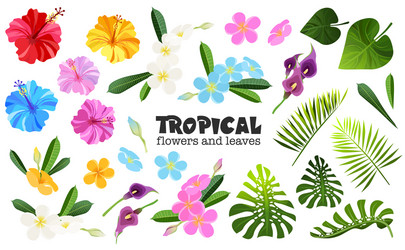 Set of cartoon tropical rainforest leaves Vector Image