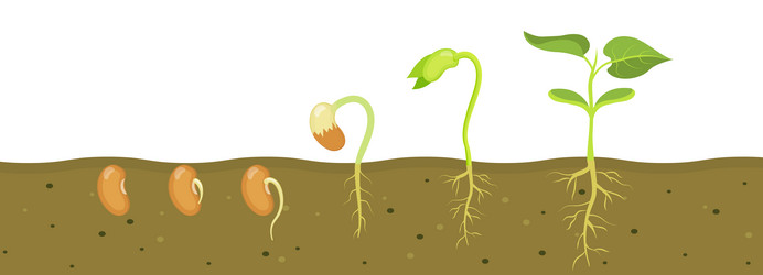 Seed Germination Animation