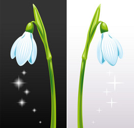Snowdrop Vector Images (over 4,500)