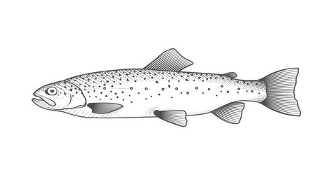 Cape hake sketch hand drawn fish hake seafood Vector Image