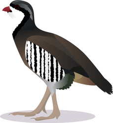 Partridge Vector Images (over 550)