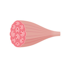 3 types of muscle white mixed and red set Vector Image