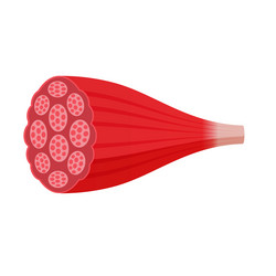 3 types of muscle white mixed and red set Vector Image