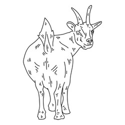 Goat Body Parts Vector Images (61)