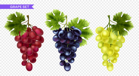 Realistic grape clusters composition Royalty Free Vector