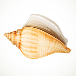 Realistic triangular gabled seashell isolated Vector Image