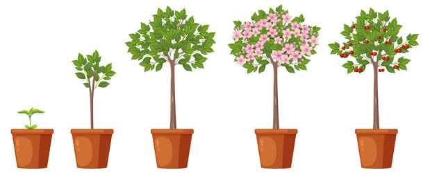 Cherry tree growth stages design Royalty Free Vector Image