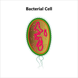 Bacterial cell anatomy labeling structures Vector Image