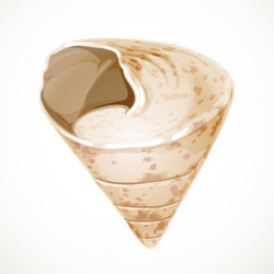 Realistic triangular gabled seashell isolated Vector Image