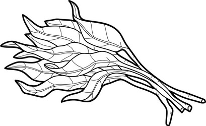 Coloring book plant water spinach Royalty Free Vector Image