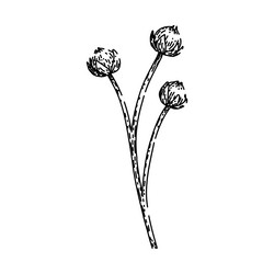 Flax flax sketch hand drawn Royalty Free Vector Image