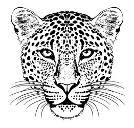 Leopard head sketch hand drawn Royalty Free Vector Image