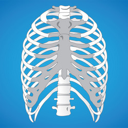 Resuscitation cpr massage rib cage chest Vector Image