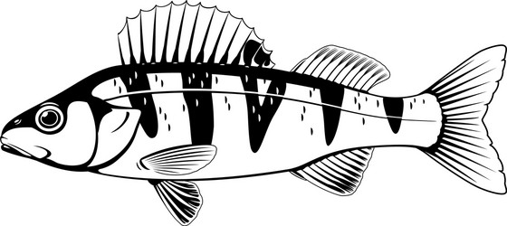 Perch Vector Images (over 6,000)