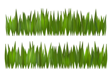 Green grass border on white or transparent Vector Image