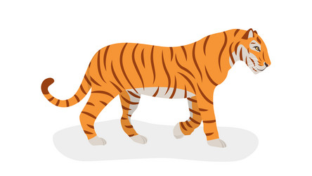 Tiger is walking isolated on a white background Vector Image