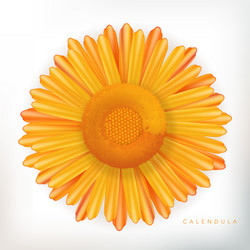 Calendula 3d realistic icon Royalty Free Vector Image