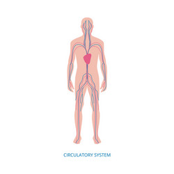 Circulatory system anatomy Royalty Free Vector Image