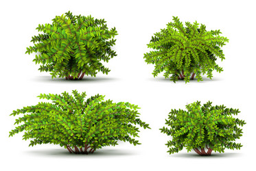 Bushes realistic set Royalty Free Vector Image