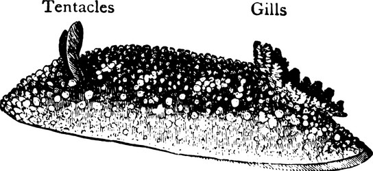 Sea Slug Vector Images (over 490)