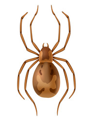 Spider dangerous wild insect symbol spooky Vector Image