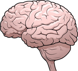 Human brain side view Royalty Free Vector Image