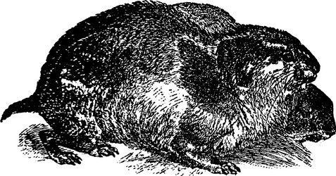 Lemmings Lemming Vector Images (over 130)