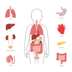 Internal organs of human body medical diagram Vector Image