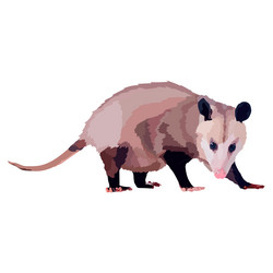 Opossum Vector Images (over 700)