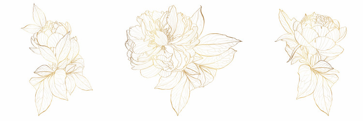 Golden peony flowers background Royalty Free Vector Image