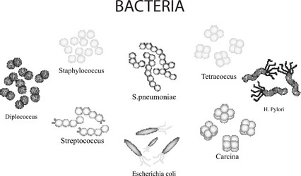 Set of bacteria staphylococcus streptococcus Vector Image