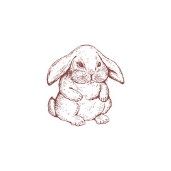 Rabbit Sitting Vector Images (over 5,700)