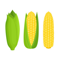 Corn design Royalty Free Vector Image - VectorStock