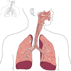 Human respiratory system inhalation and exhalation
